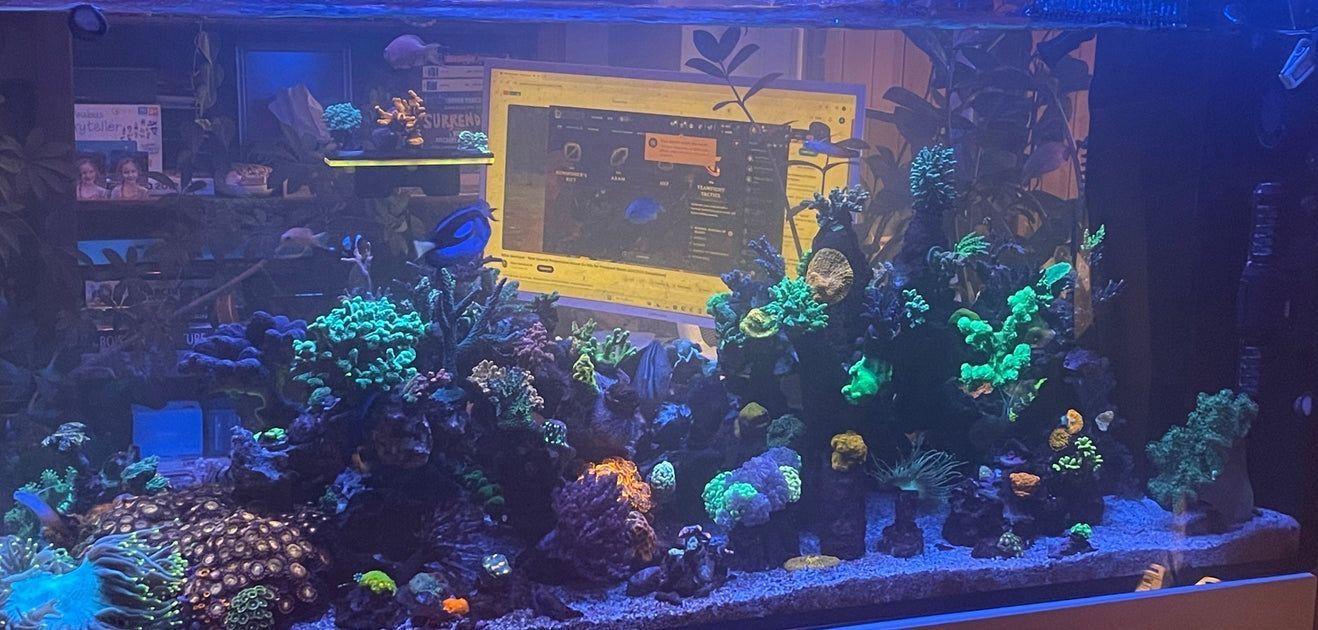Reef Supplies Client Spotlight: Simon-Olivier from Montréal, QC — Reef Supplies Canada