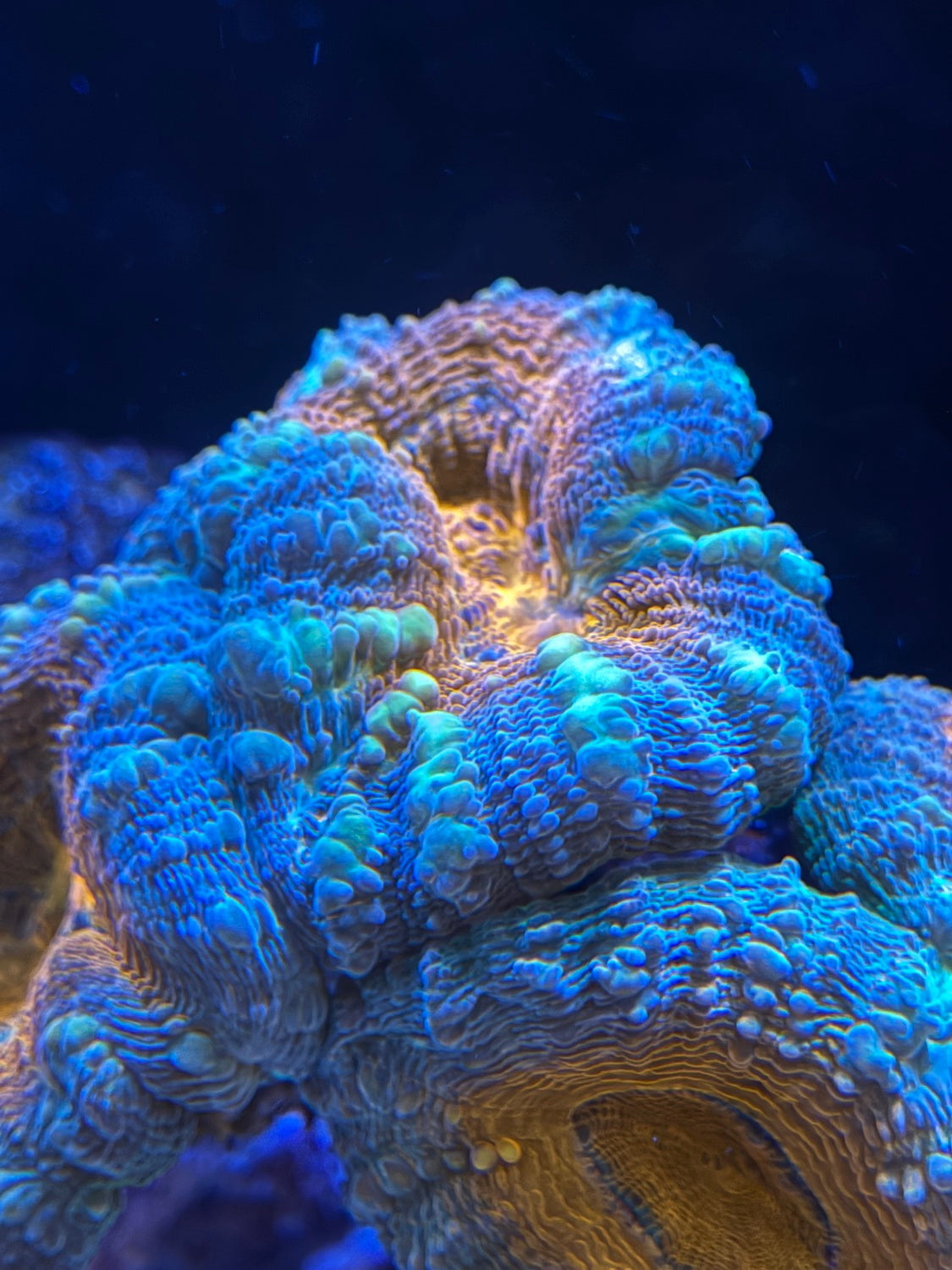 Lobophyllia (Brain) Corals in Your Reef Aquarium — Reef Supplies Canada