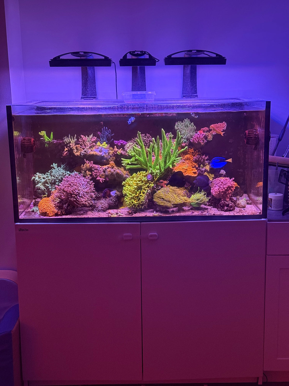 Reef Supplies Client Spotlight: Steve from Uxbridge, Ontario — Reef ...