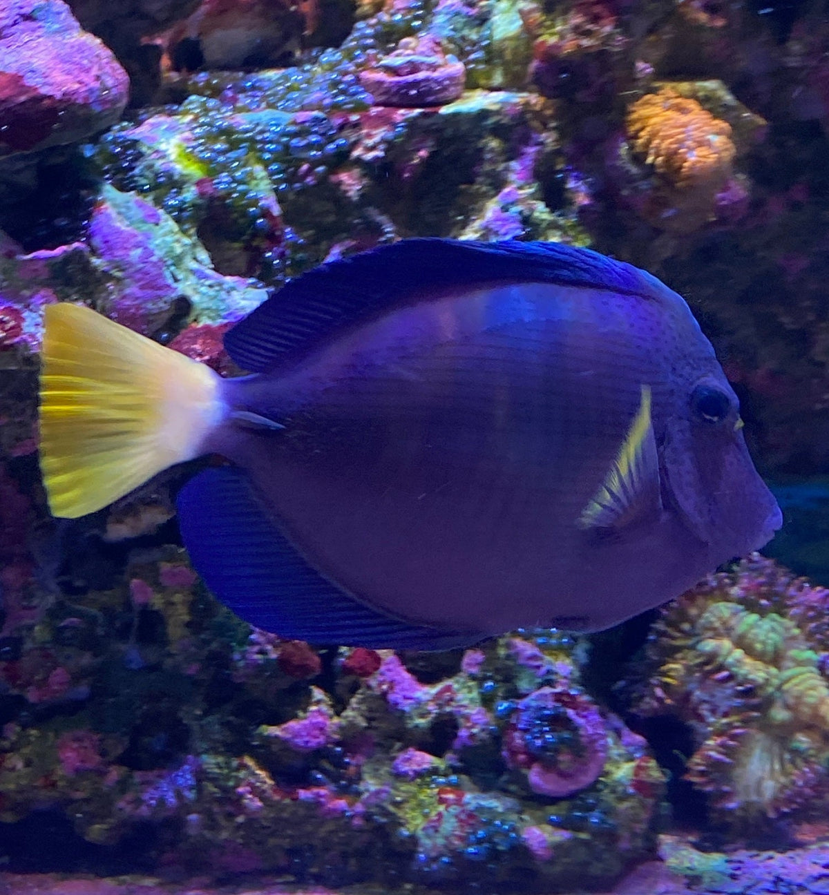 Purple Tang Care Guide: A Stunning Addition to Your Reef Aquarium ...