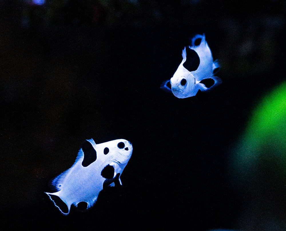 Black Storm Clownfish: A Stunning Addition to Your Reef Tank — Reef ...