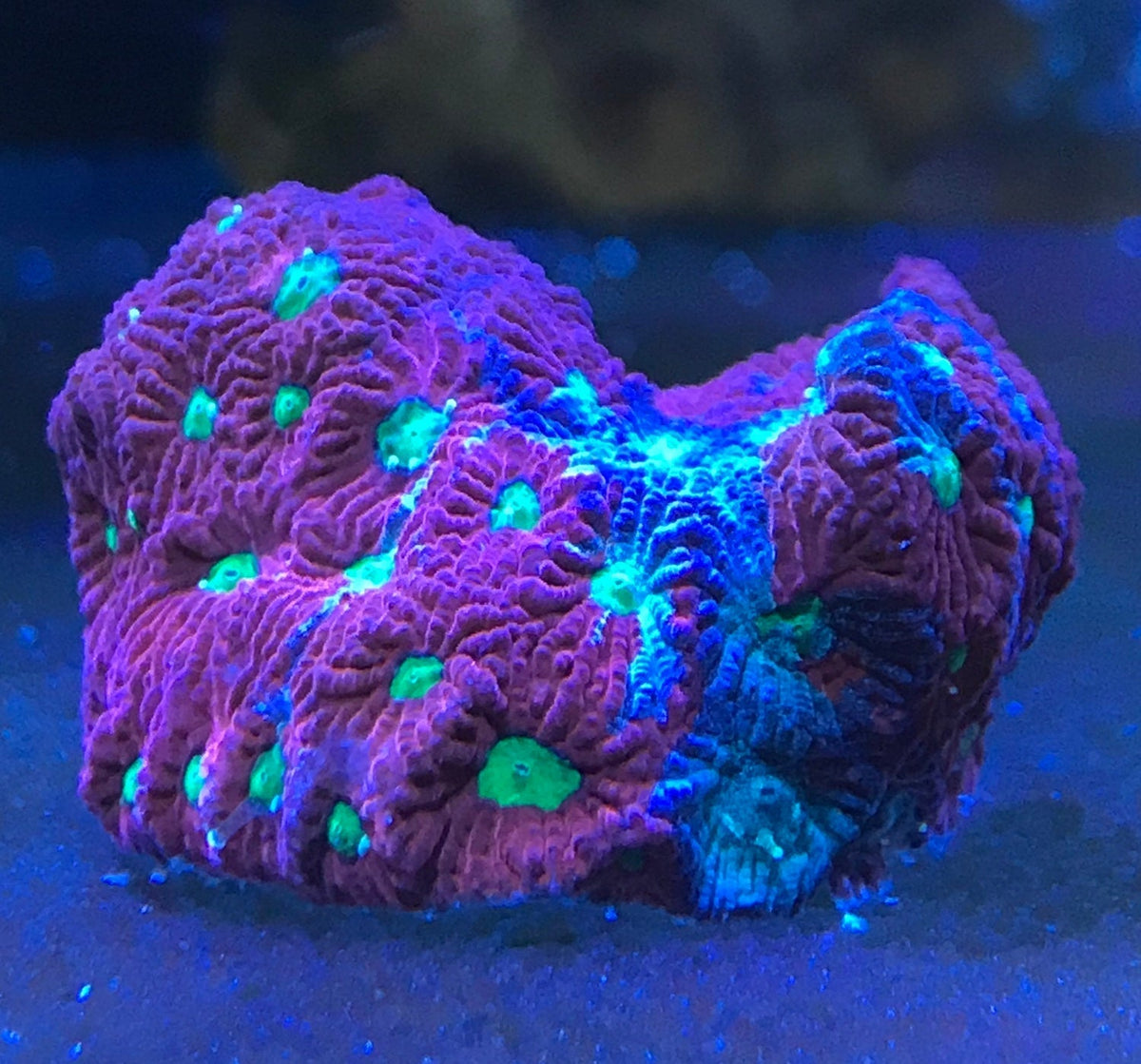 Micromussa Lord (Lord Coral) is a Must-Have for Your Reef Aquarium ...