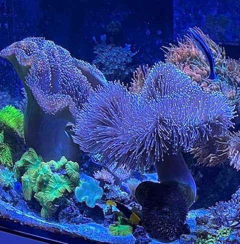 Toadstool Coral Care Guide: How to Keep Your Leather Coral Thriving in ...